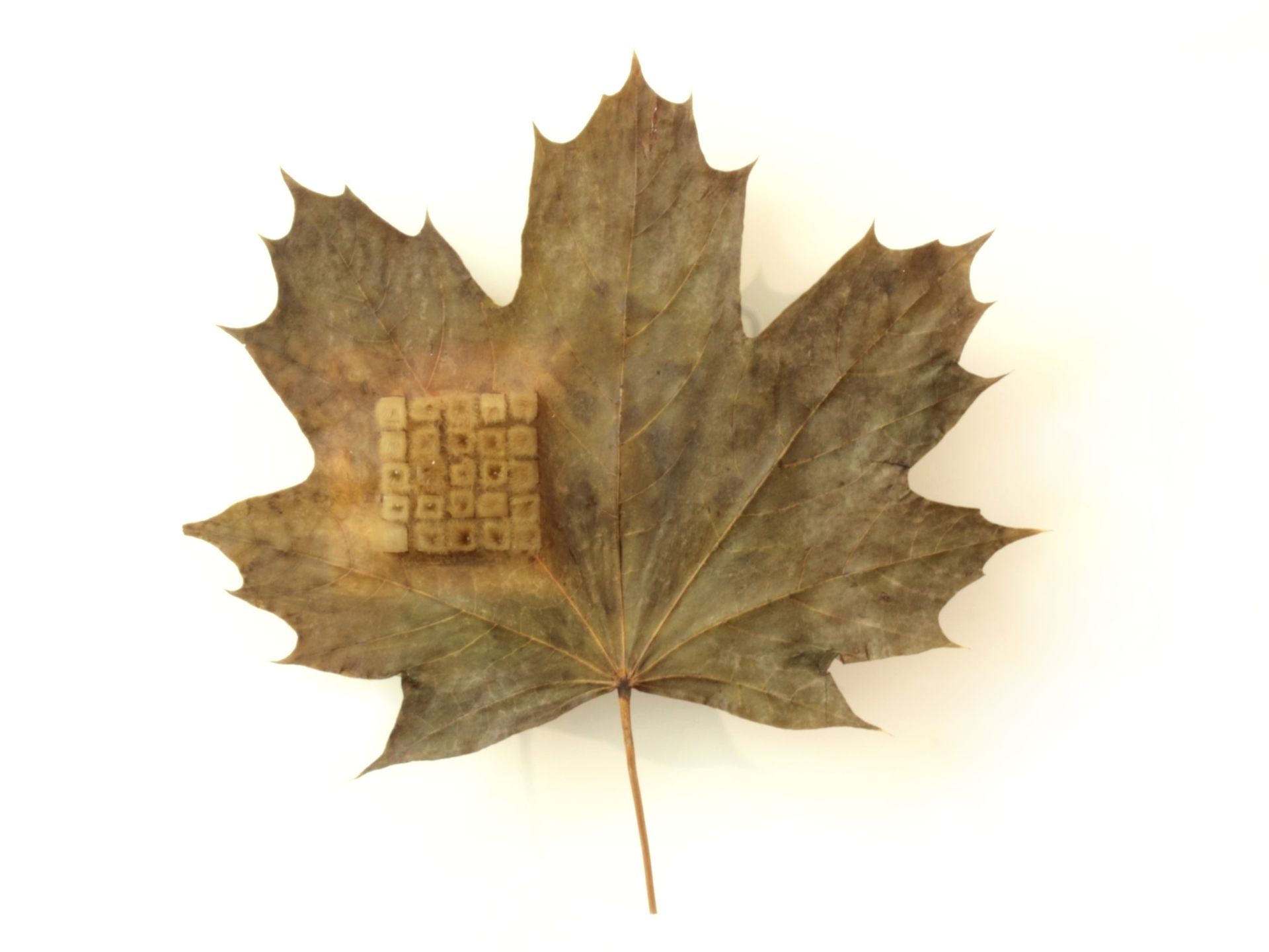 The village | Lorenzo M. Duran